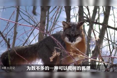 世界上体型最大的10种狐狸赤狐的可怕程度要远超我们的认知 赤狐 狐狸 程度
