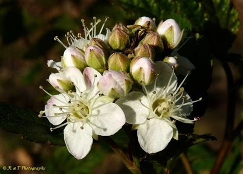 Physocarpus Opulifolius Var Intermedius