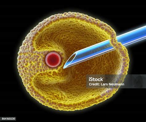 계란 검색 절차의 3d 그래픽 달걀에 대한 스톡 사진 및 기타 이미지 달걀 시험관 수정 생식력 Istock
