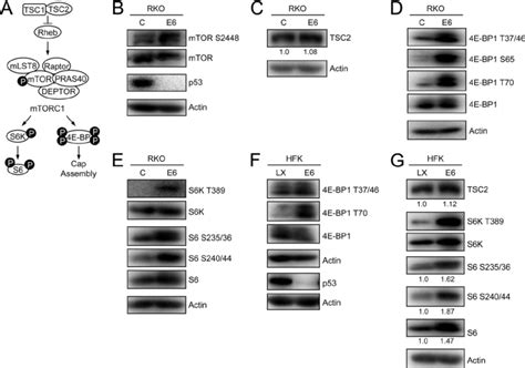 Hpv16 E6 Expression Activates Mtor1 4e Bp1 S6k And S6 Download Scientific Diagram