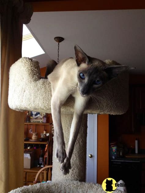 Cfa Siamese