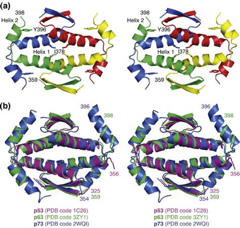 Stereo View Of The P63 Tetramerization Domain Structure A Structure Download Scientific