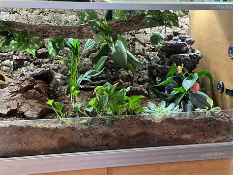 Enclosure Recommendations Enclosures And Setups Morphmarket Reptile Community