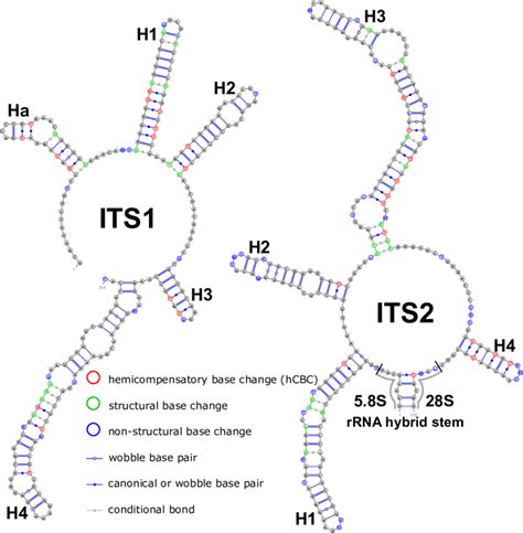 Consensus Models Of The Secondary Structure Comprising All Variants Of Download Scientific
