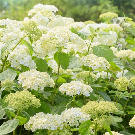 Hydrangea Arborescens Wild Hydrangea Butterfly Effect Farm