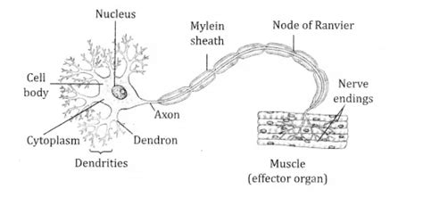 Cbse Ncert 10th Class Chapter 7 Control And Coordination