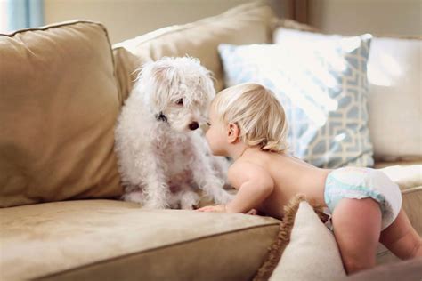 Small Teddy Bear Schnoodles Teddybear Schnoodles