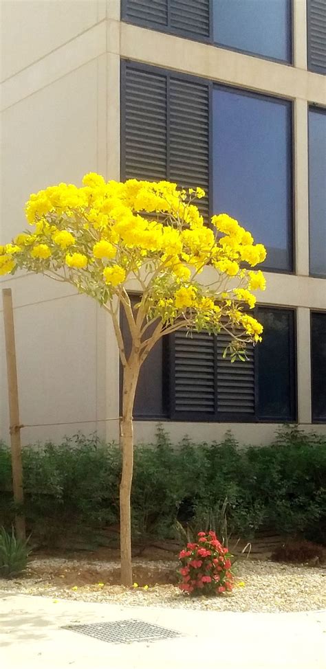 Yaser Ali On Linkedin Tabubia Riyadh Ksa Flowers Tree