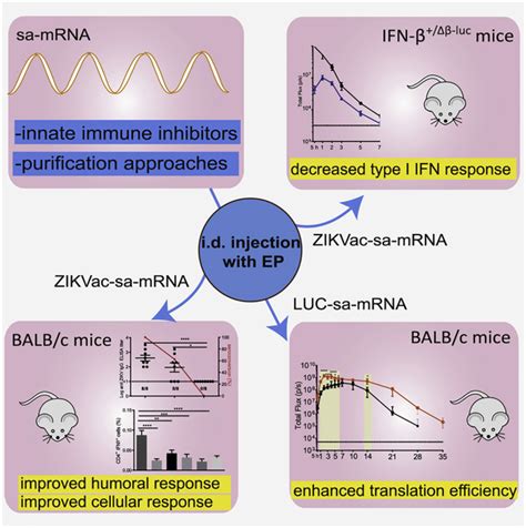 Rna Based Vaccines And Innate Immune Activation Not Too Hot And Not