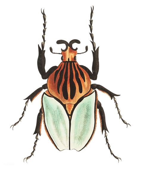 Rhinoceros Beetle Drawing Free Download On Clipartmag