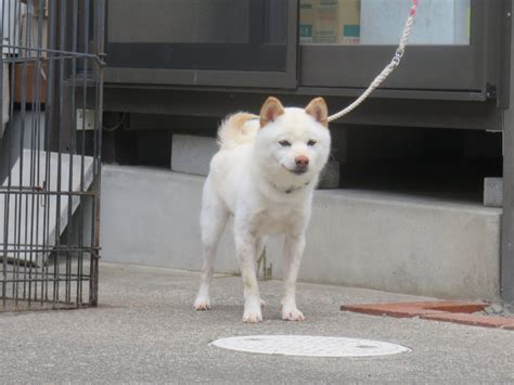 大分豆柴犬牧場 子犬情報 仮名あこちゃん