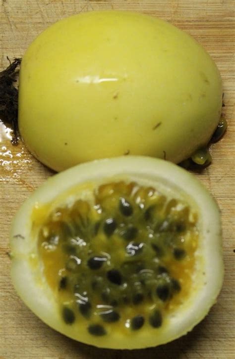 Passiflora Small Gold Passionfruit Abceeds