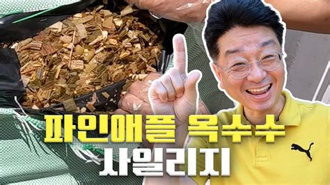 소들도 파인애플 옥수수 섞어서 먹는다 파인애플 옥수수 사일리지 사료 이야기 Youtube