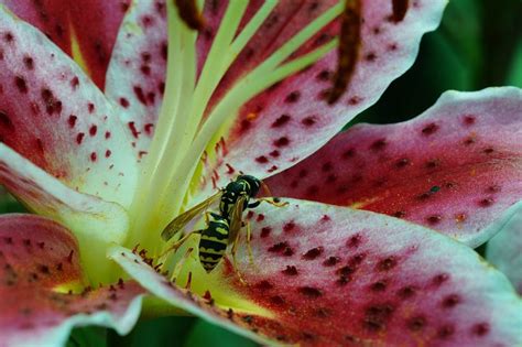 Free Stargazer Lily Stargazer Images