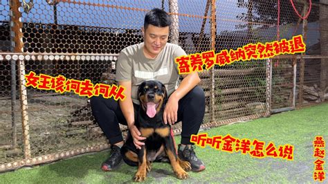 寄养罗威纳突然被退,女王该何去何从,听听金洋怎么说 Youtube 寄养罗威纳突然被退,女王该何去何从,听听金洋怎么说 Youtube