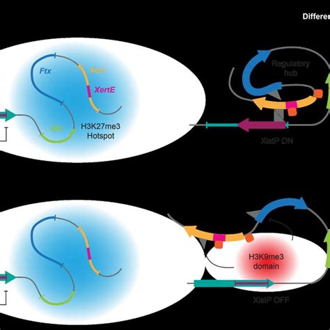 A Model Of Initial Xist Upregulation Schematic Of Xist Regulation Download Scientific Diagram
