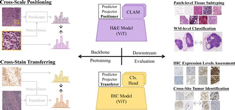 Pathoduet Foundation Models For Pathological Slide Analysis Of Hande And Ihc Stains Ai Research
