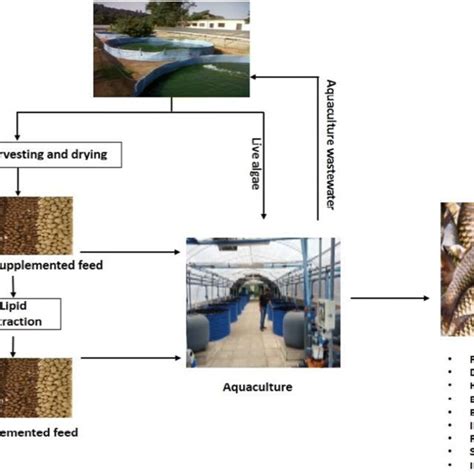 Improving The Feasibility Of Aquaculture Feed By Using Microalgae Request Pdf