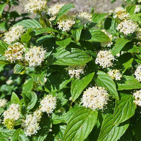 Cornus Sericea Flaviramea Majestic Trees