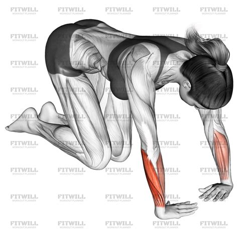 Wrist Ulnar Deviator And Flexor Stretch Exercise Guide Video