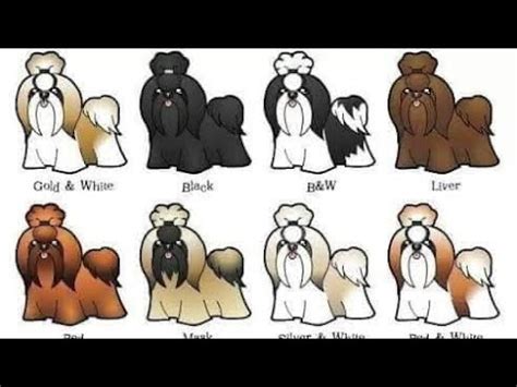 Los Colores De La Raza Shih Tzu La Casita De Los Shih Tzu Youtube