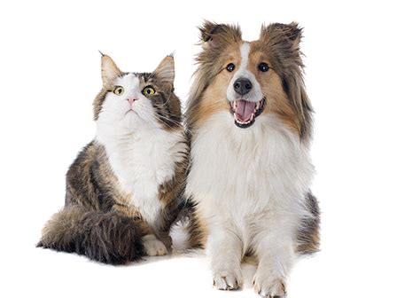 猫狗