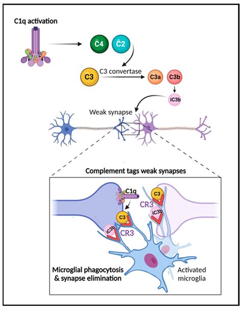 Ijms Free Full Text The Importance Of Complement Mediated Immune Signaling In Alzheimers