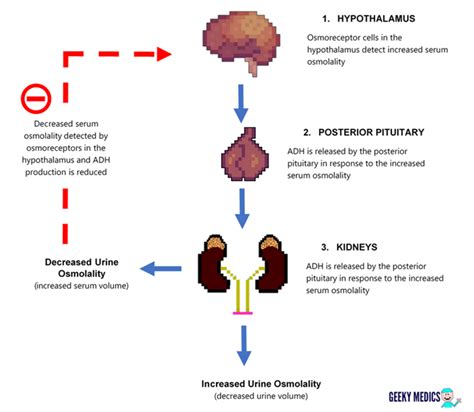 รายการ 97 ภาพพื้นหลัง ฮอร์โมน Adh คือ ครบถ้วน