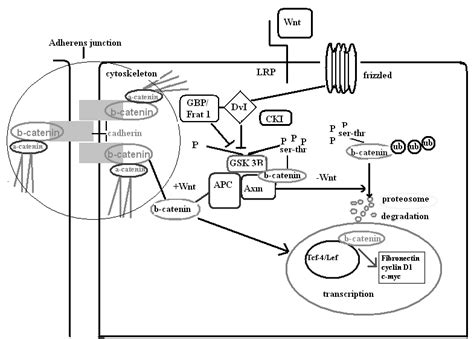 Wnt Signalling Pathway Download Scientific Diagram