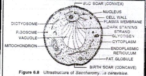Saccharomyces Cerevisiae Diagram