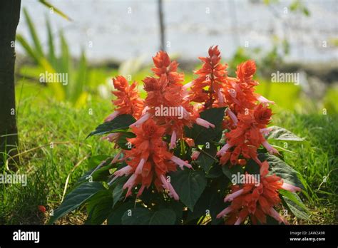 Close Up Of Red Salvia Flower Plant Perennial Salvia Nemorosa Salvia Divinorum Salvia