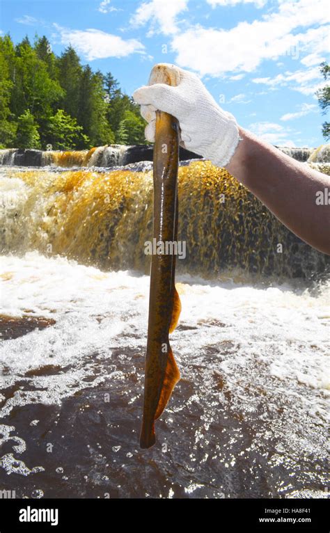 This Image Depicts An Adult Sea Lamprey An Invasive Species Known For Its Parasitic Behavior In