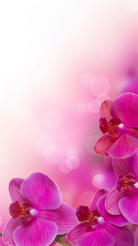 Фон Фотофон Обои Подложка Иллюстрация Картинка Сторис Телефон Эстетика Творчес… Flower