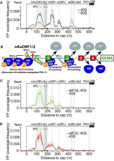 Sel Tcp Seq Dissects Rei Mediated Control Of Gcn4 Mrna Translation A Download Scientific