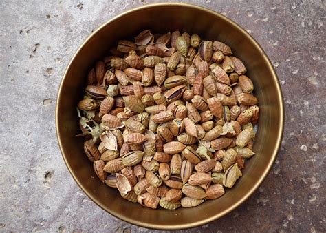 Desert Seed Bank Expands To Conserve Rare Threatened And Endangered Plant Species Land Trust
