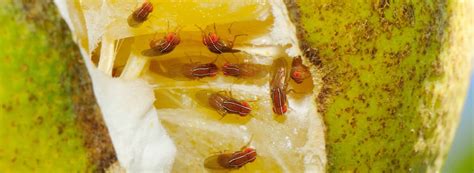 Signs Of A Fly Infestation Rentokil Pest Control