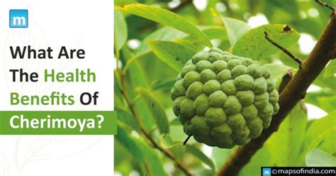 What Are The Health Benefits Of Cherimoya Benefits