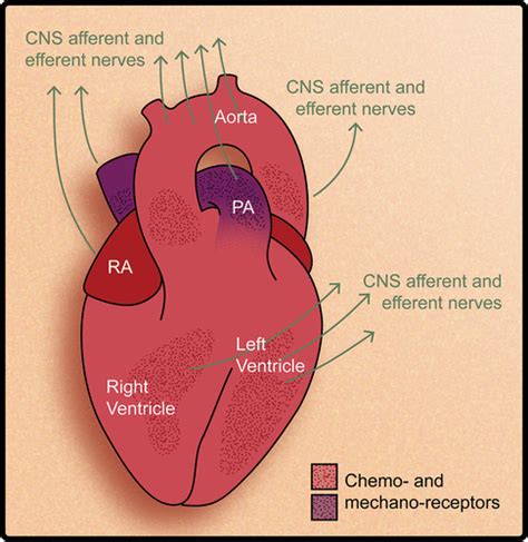 Pathophysiology Of Syncope Current Concepts And Their Development