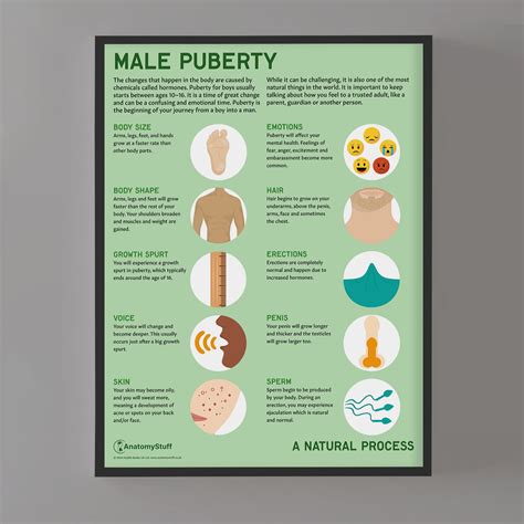 Male Puberty Poster Pshe School Education Chart Anatomystuff