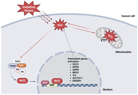 The Role Of Nrf2 In The Regulation Of Mitochondrial Function And Ferroptosis In Pancreatic Cancer