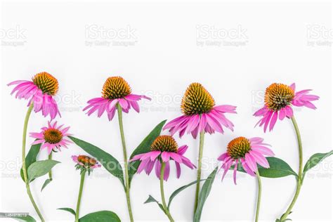 엽서와 축하를 위한 공백으로 복사 향신료와 흰색 배경에 긴 줄기에 잎이 있는 신선한 에키네시아 꽃의 레이아웃 0명에 대한 스톡 사진 및 기타 이미지 Istock