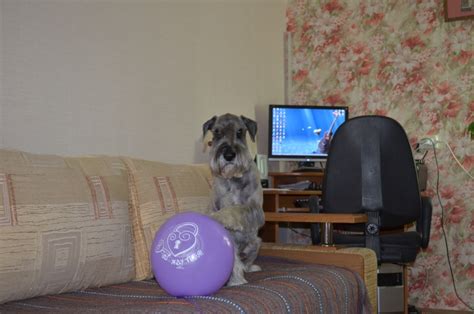 Хим и воздушный шарик — Сообщество «Зверьё Моё на Drive2