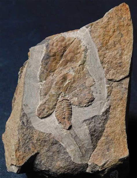 Uk Fossils Including British Ammonites Fossils Direct