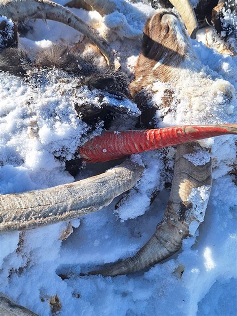 Rec Mn ‼️ ИРГЭН УС ЧАНДМАНЬ ЭРДЭНЭ ЯГ ХАЖУУД НЬ АРАЙ Facebook