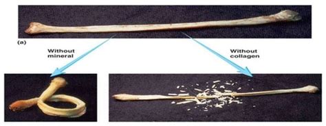 Bone Osseous Tissue Ch 7 Anatomy Lecture Flashcards Quizlet