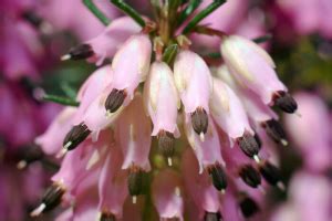 Heather Flower Meaning Flower Meaning