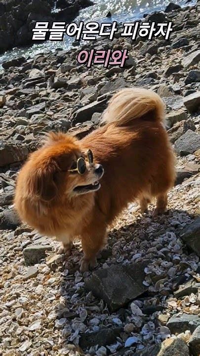 바닷물 들어와서 바위위로 걸어가는 기쁨 바닷가 Youtube