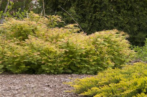 Sem Ash Leaf Spirea Plant Something Montana