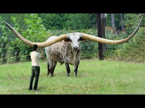 Biggest Bull Horns In The World