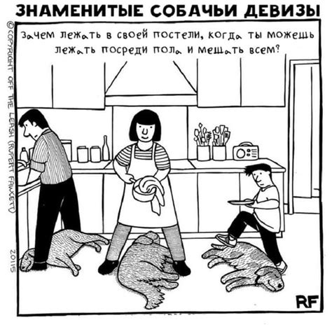 Юмор Kinologia Official Фёдор Шаповалов ВКонтакте